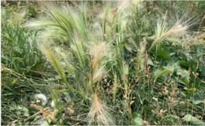 7 Common Weeds in NC - Lawn Affection