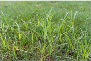 Common Weeds in Alabama (Identification & Pictures) - Lawn Affection