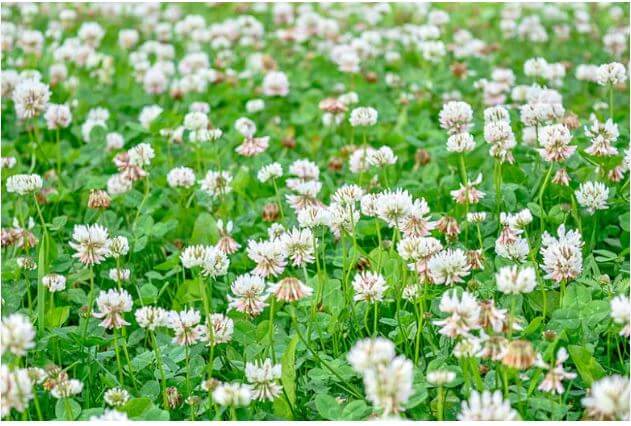 Common Weeds in Alabama (Identification & Pictures) - Lawn Affection
