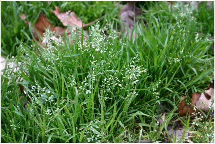 San Diego Weeds {with Photos} - Lawn Affection