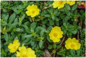 10 Common Weeds in South Carolina {Identification & Pictures} - Lawn ...
