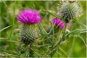 7 Common Weeds in Indiana Identification {with Photos} - Lawn Affection