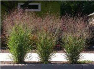 Ornamental Grasses Ohio: You Must Grow These If You Want a Lush Lawn ...