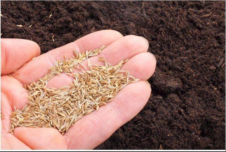 Why is Grass Seed So Expensive? {10 Undeniable Reasons} - Lawn Affection