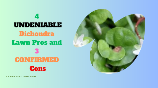 Dichondra Lawn Pros And Cons